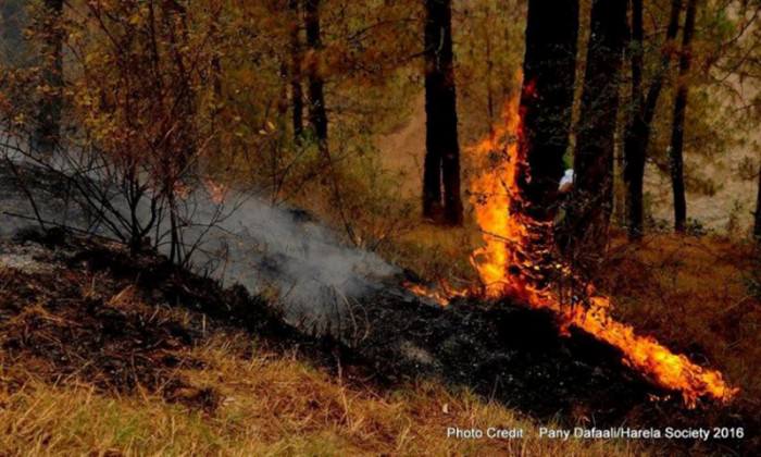 Reason behind Forest Fire in Uttarakhand, 2016 Uttarakhand Forest Fire
