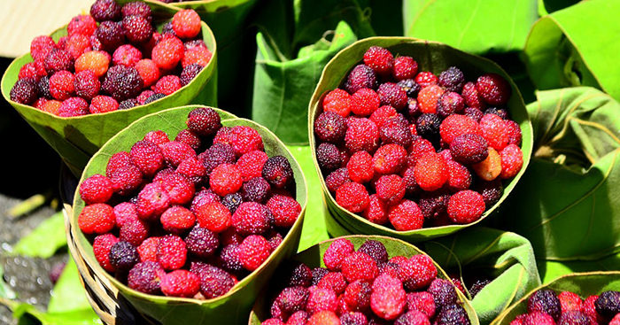 Kafal Pako Min Ni Chakho- Sorrowful Story related to Kafal, Kafal Story