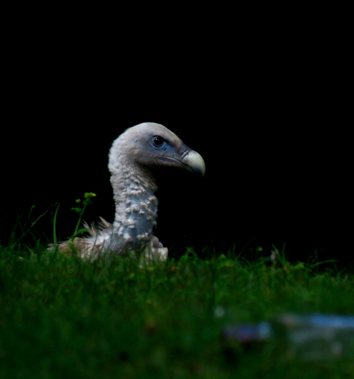 Chopta: A home to magnificent Himalayan birds.