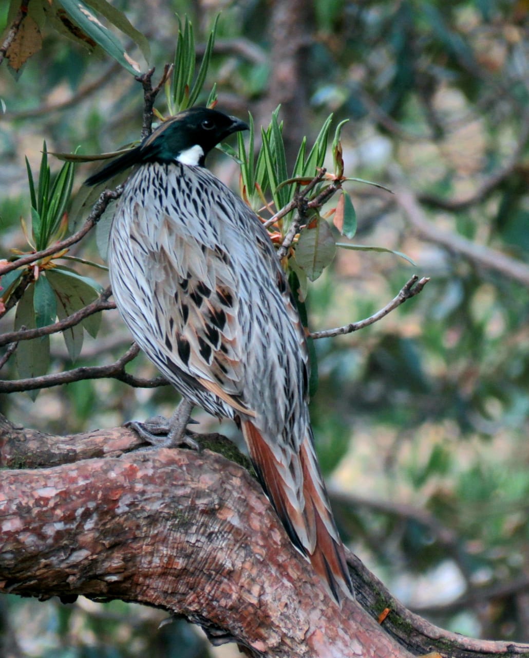 Chopta: A home to magnificent Himalayan birds.