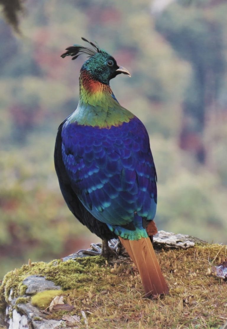 Chopta: A home to magnificent Himalayan birds.