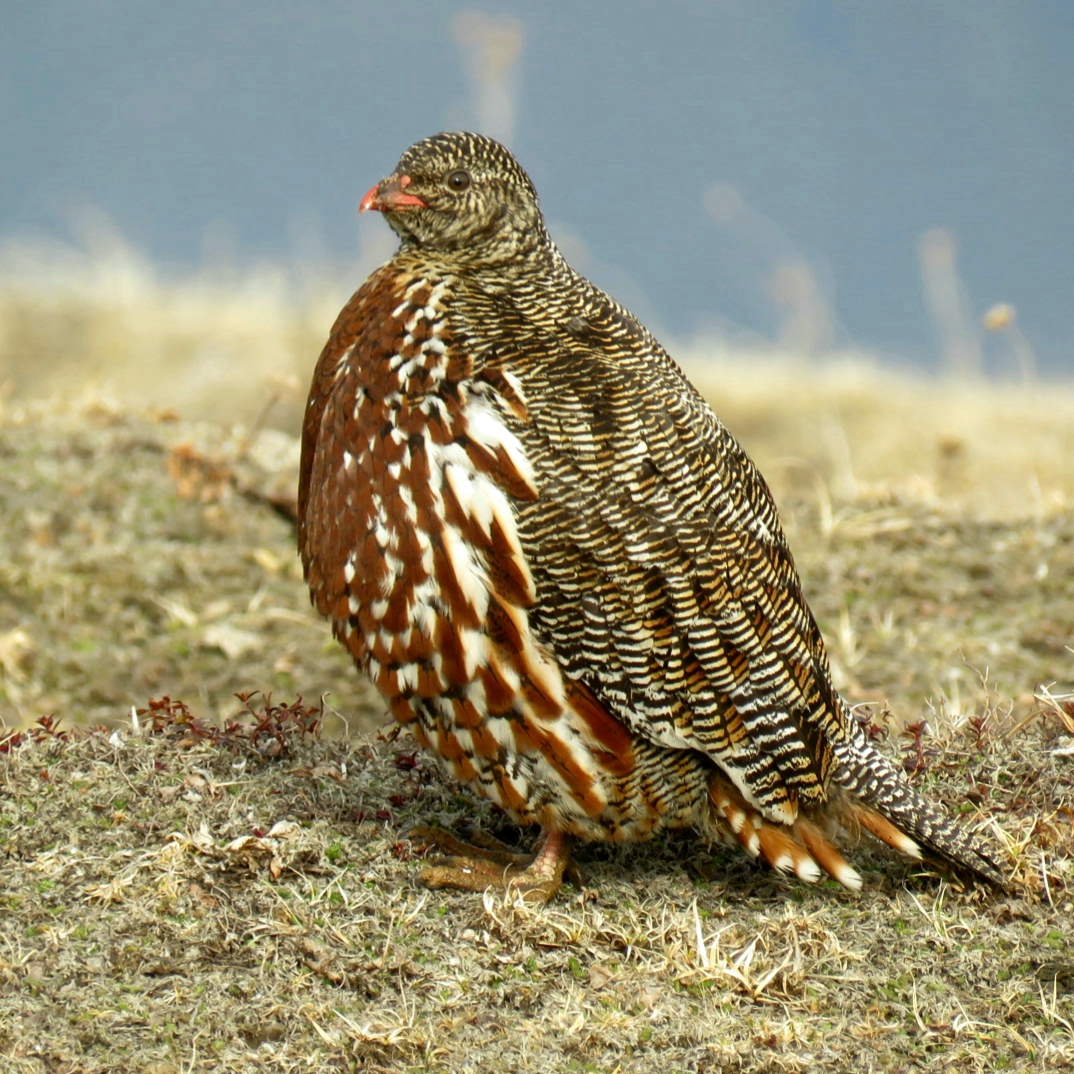 Chopta: A home to magnificent Himalayan birds.
