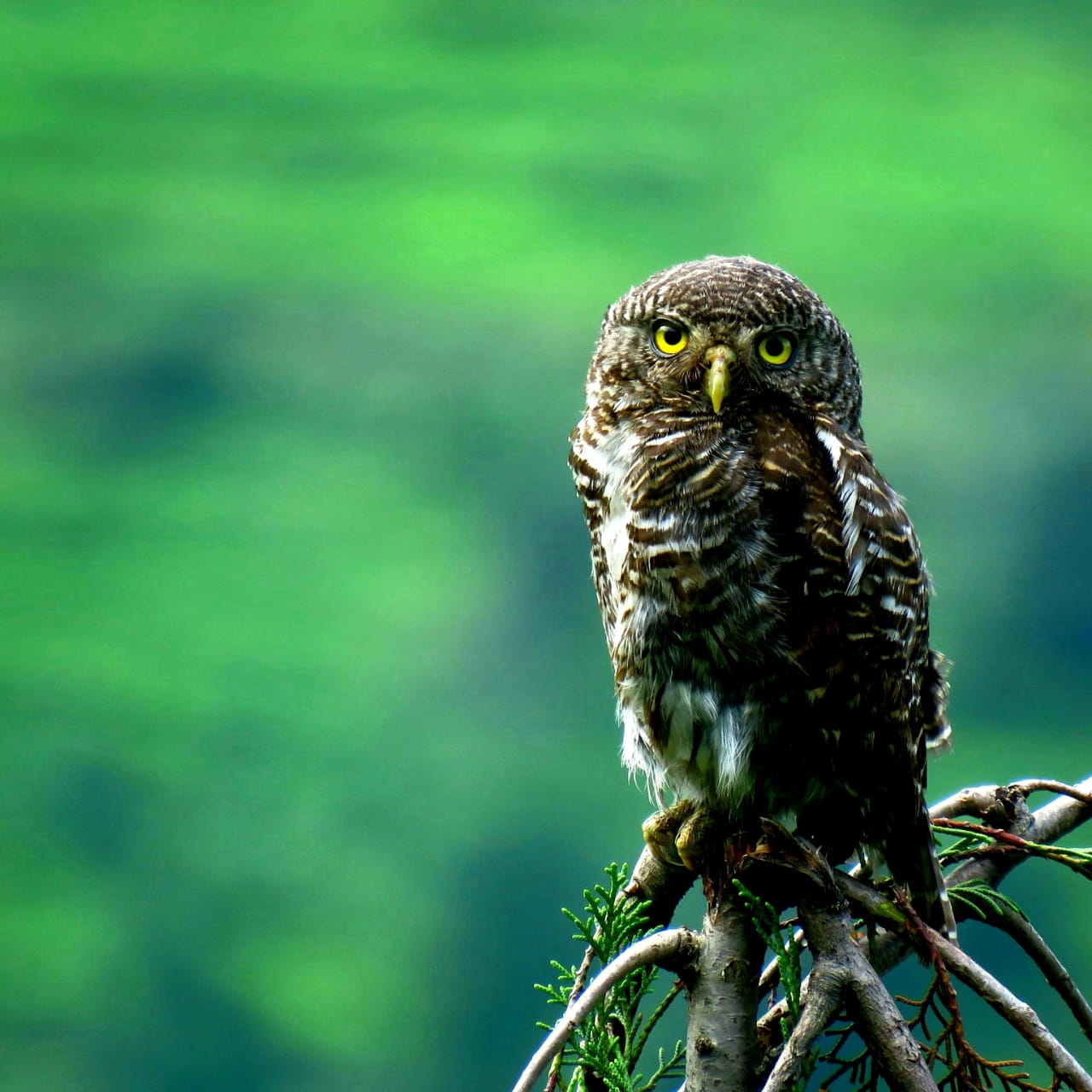 Chopta: A home to magnificent Himalayan birds.