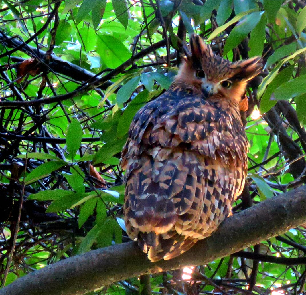 Chopta: A home to magnificent Himalayan birds.