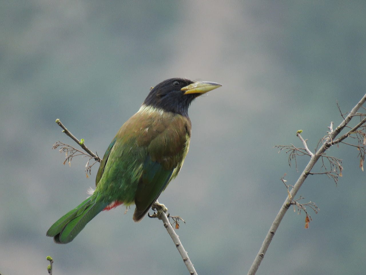 Chopta: A home to magnificent Himalayan birds.
