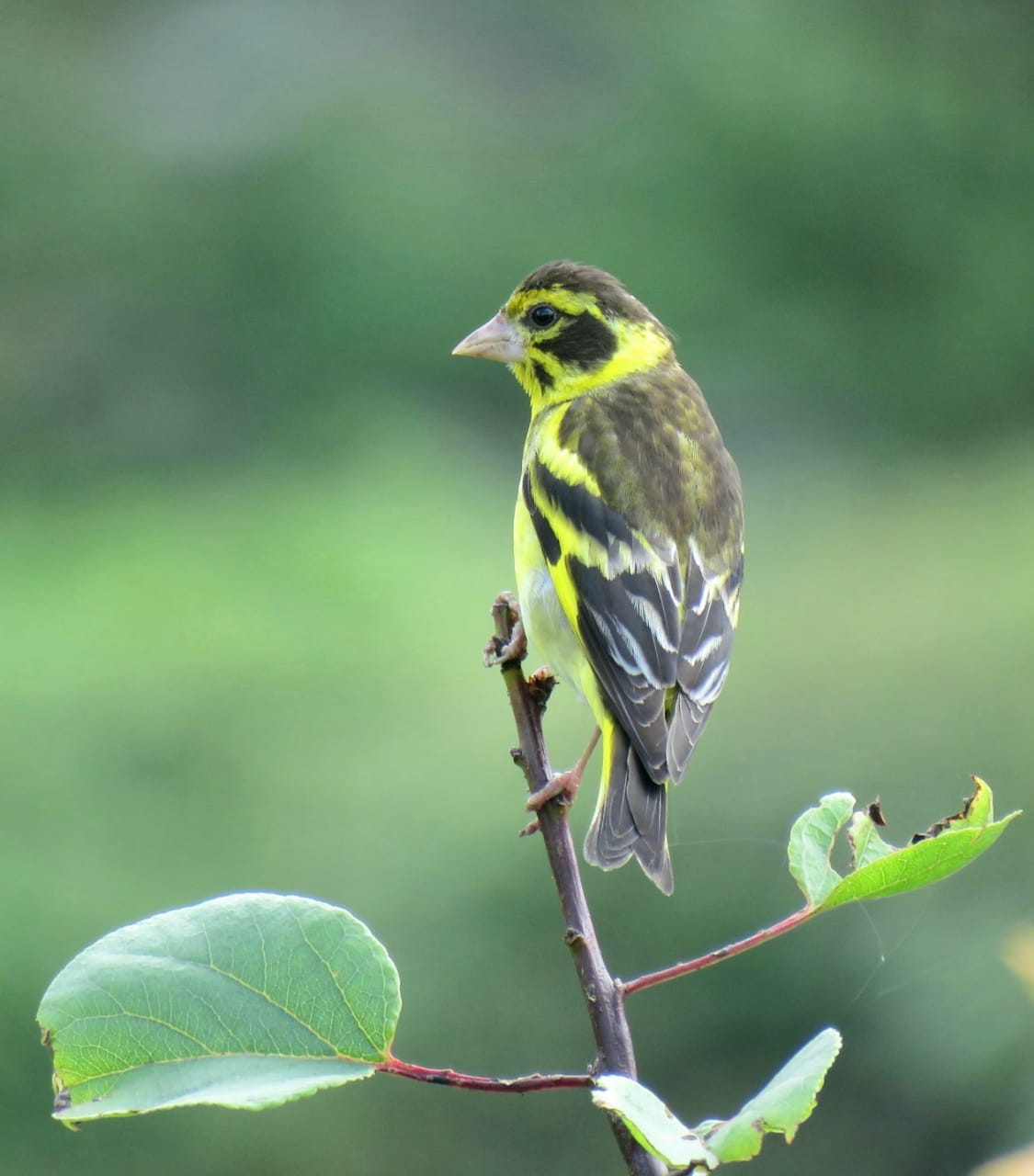 Chopta: A home to magnificent Himalayan birds.