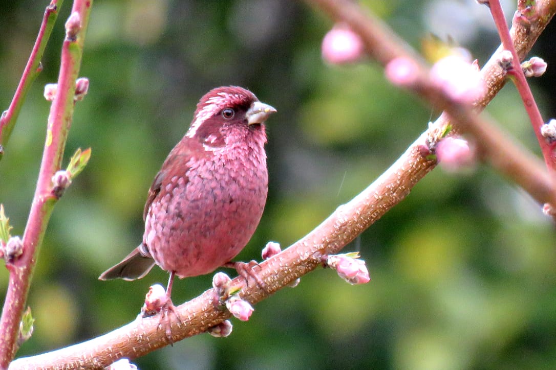 Chopta: A home to magnificent Himalayan birds.