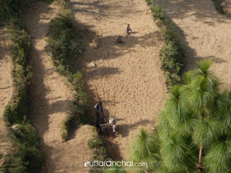 Organic Farming In Uttarakhand Himalayas: Explained