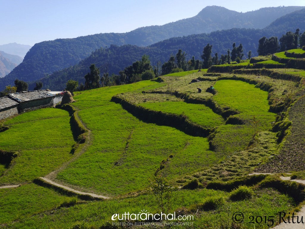 Organic Farming In Uttarakhand Himalayas: Explained
